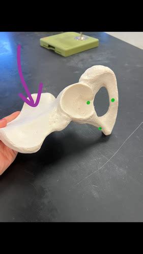 Lower Body Lab Practical With Bones From Lab Flashcards Quizlet
