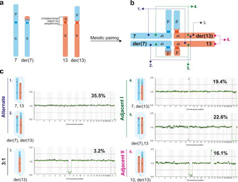 The Meiotic Segregation Patterns Of Affected Chromosomes In Single Download Scientific Diagram