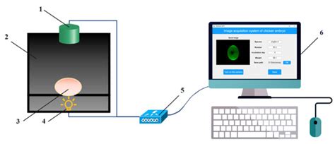 Exploratory Study Of Sex Identification For Chicken Embryos Based On