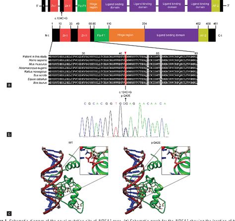 Figure 1 From Epididymis Cell Atlas In A Patient With A Sex Development Disorder And A Novel