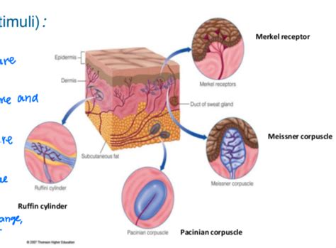 Anatomy Quiz 2 Flashcards Quizlet