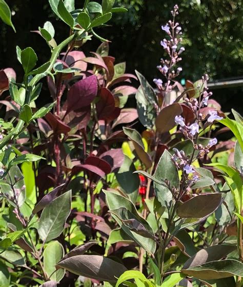 Arabian Lilac Or Vitex Trifolia F Purpurea Fascination Plant