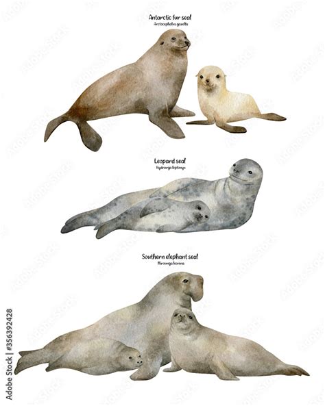 Leopard Seal Vs Elephant Seal