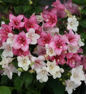 Weigela Deer Resistant Shrubs With Pink Red Or White Flowers