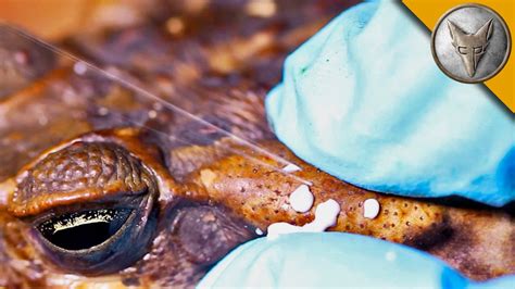 Cane Toad Poisoning Symptoms