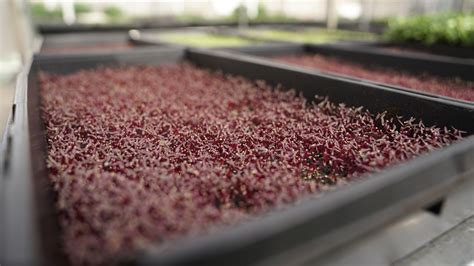 ქოთნიდან თეფშზე ყველაზე ჯანსაღი მიკრომწვანილები საქართველოდან At