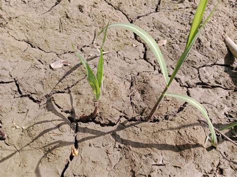 Agronomist Sugarcane Canola Farmmanagement Agriculture Crops