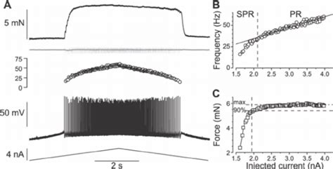 force profile of a slow motor unit download scientific diagram