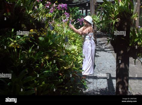 Taking Photographs Of Orchids At The Garden Of The Sleeping Giant Nadi