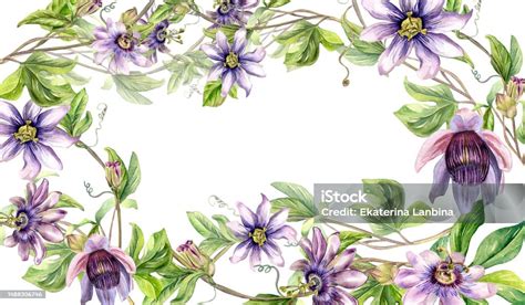 열정의 꽃 식물 수채화 그림의 프레임은 흰색으로 분리되어 있다 푸른 열대 식물 줄기와 잎사귀가 손으로 그렸습니다 초대장 메뉴 라벨 식기 포장 포장을 위한 디자인 요소