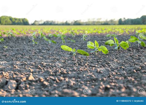 Sprout In The Field Stock Photo Image Of Seedling Field 118843372