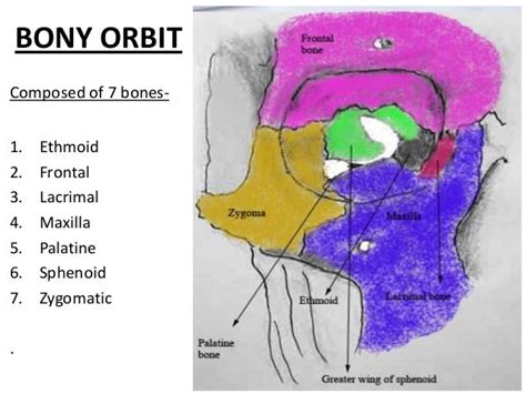 By Pd Anatomy Of The Orbit