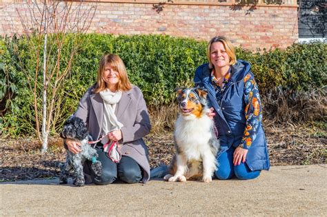 Cockapoos Life Saved By Courageous Canine Blood Donor