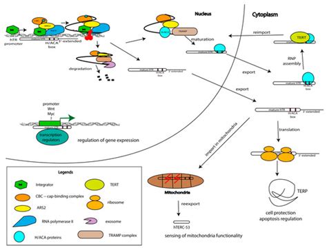 Biomolecules Special Issue Ribonucleoprotein Particles Rnps From