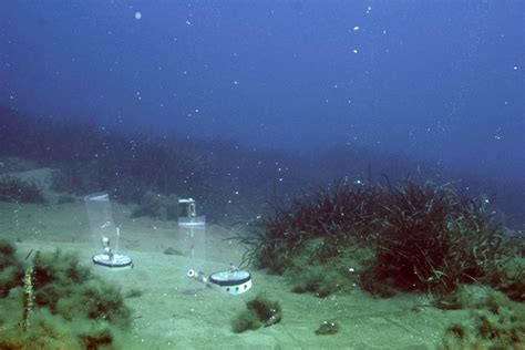 Influence Of Carbon Dioxide Leakage On The Seabed