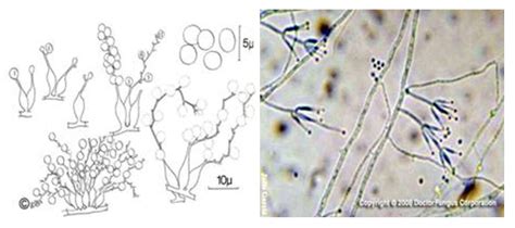 Genetic Improvement Of Fungal Pathogens Medcrave Online