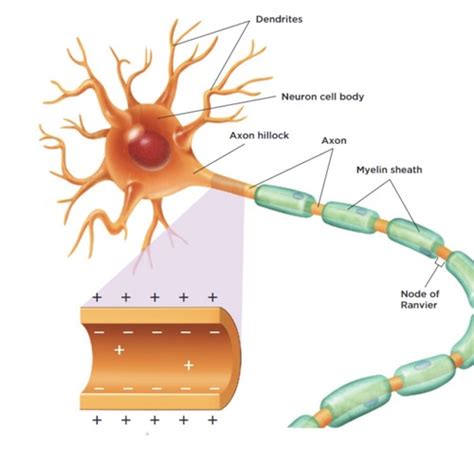 Chapter 3 Biopsychology Flashcards Quizlet
