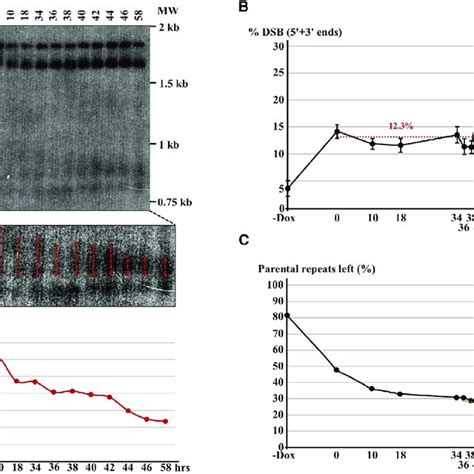 Molecular Analysis Of Ctg Repeat Length After Dsb Repair Download