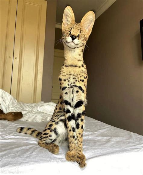 F1 Savannah Cat Florida Illinois New Jersey Immagini Divertenti Di