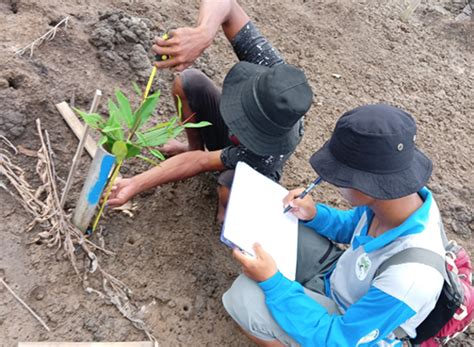 Monitoring Mangrove Restoration In Banyuasin