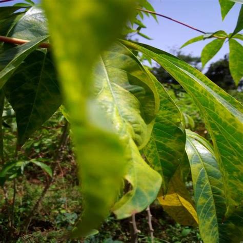 Cassava Mosaic Disease 2 Object Detection Dataset And Pre Trained Model By Eiei