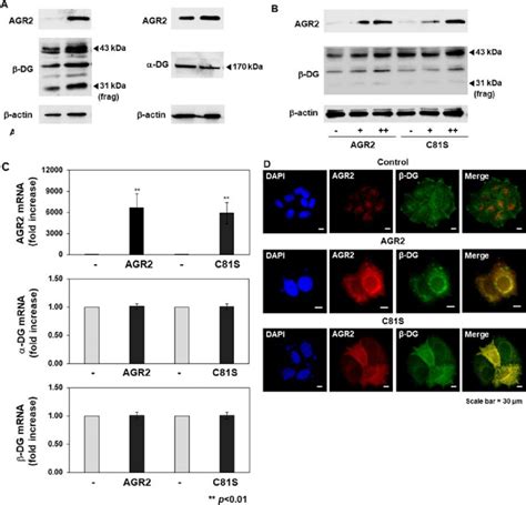 over expression of agr2 increases β dg protein levels and download