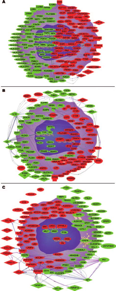 Interactome Analysis Of Representative Genes Involved In Download Scientific Diagram