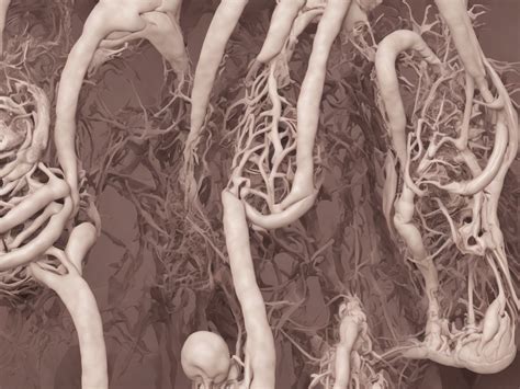 Difference Between Male And Female Pelvis