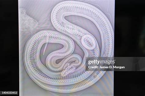 Python Egg Stock Fotos Und Bilder Getty Images