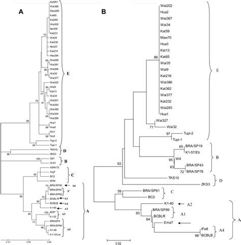 Unrooted Phylogenetic Trees Constructed By The Neighbor Joining Method Download Scientific