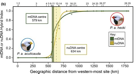 Griffith Ecology Lab Understanding Avian Ecology In Australia The