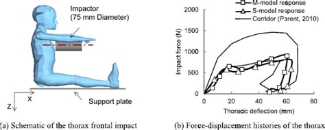Evaluation Of The Thoracic Modeling For The Scaled Models Download