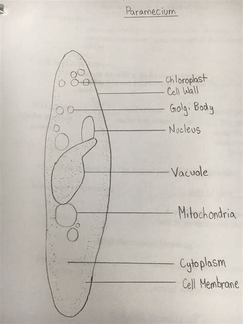 How To Draw Paramecium