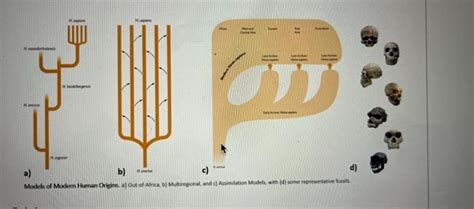 Describe The Three Primary Phylogenetic Models