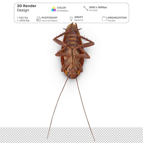 Premium Psd Cockroach 3d Modeling Psd File Realistic Cockroach