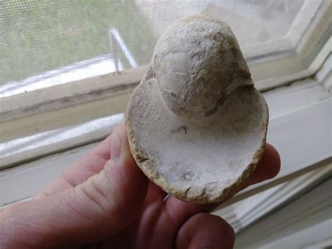 Nautiloid Fossil Id The Fossil Forum