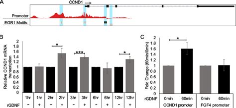 Ccnd1 Upregulation Through Gdnf Ret Signaling A Ucsc Genome Browser Download Scientific
