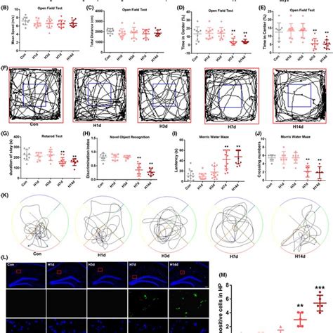 Short‐term Hypoxia Promotes Neurogenesis And Long‐term Hypoxia Inhibits Download Scientific