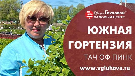 Тач оф Пинк гортензия для южного региона - YouTube