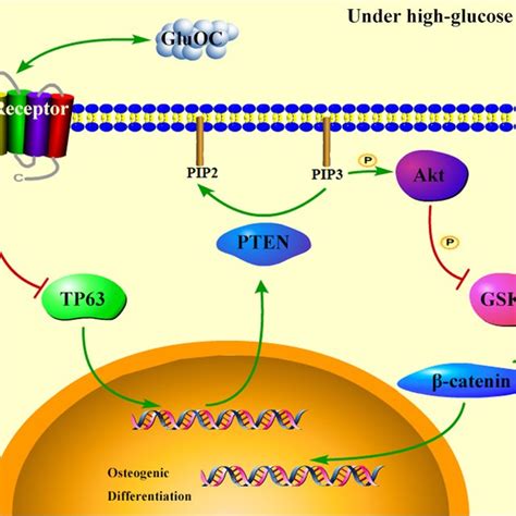 Knock Down Of Tp63 Promoted Osteogenesis A Mrna Expressions Of Tp63 In