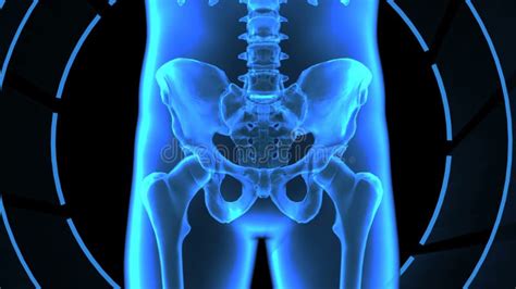 3d Animation Of Adult Male X Ray With Seamless Loop Stock Footage