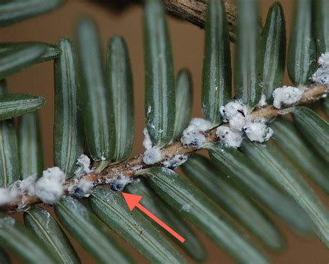 Field Biology In Southeastern Ohio Hemlock Wooly Adelgid Reaches