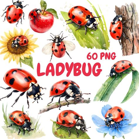 Watercolor Ladybug Clipart Bundle Cute Ladybugs Clipart Ladybug
