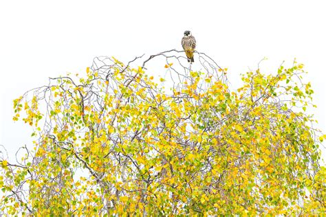 Ulf Antonsson — Naturfotograferna