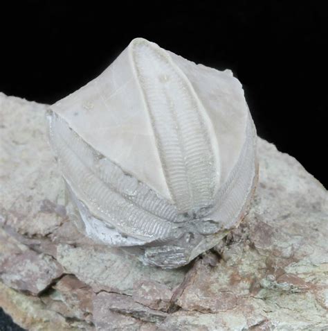 Blastoid Fossils For Sale
