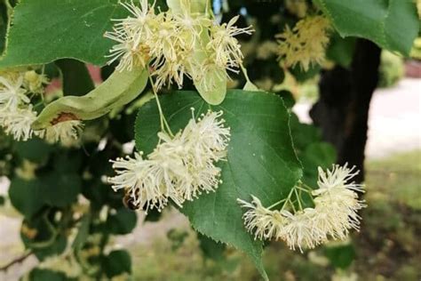 Lindeboom Tilia Snoeien Verzorgen En Meer Gardeners World