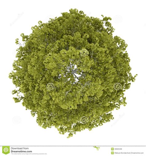 Tree Top View Google Search Trees Top View Tree Photoshop Tree