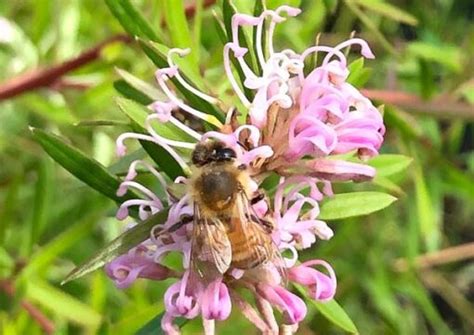 Grevillea Pink Midget Natives R Us Plant Nursery In Traveston