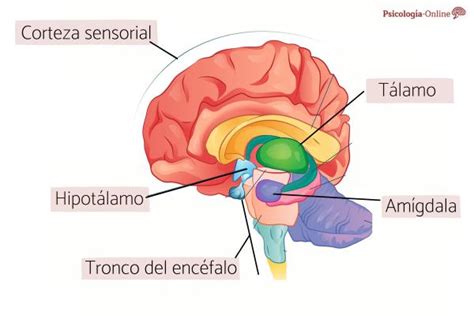 Arcuate Fasciculus Brain Location And Key Functions 2025