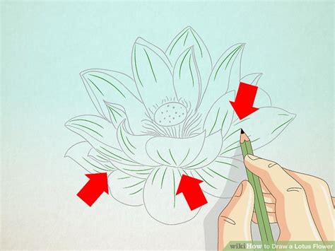 How To Draw A Realistic Lotus Flower Step By Best Flower Site